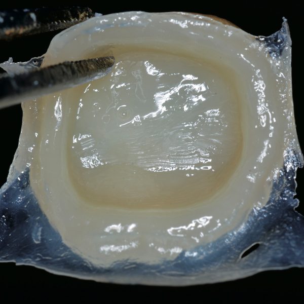 Template - Optident - Specialist Dental Products And Courses